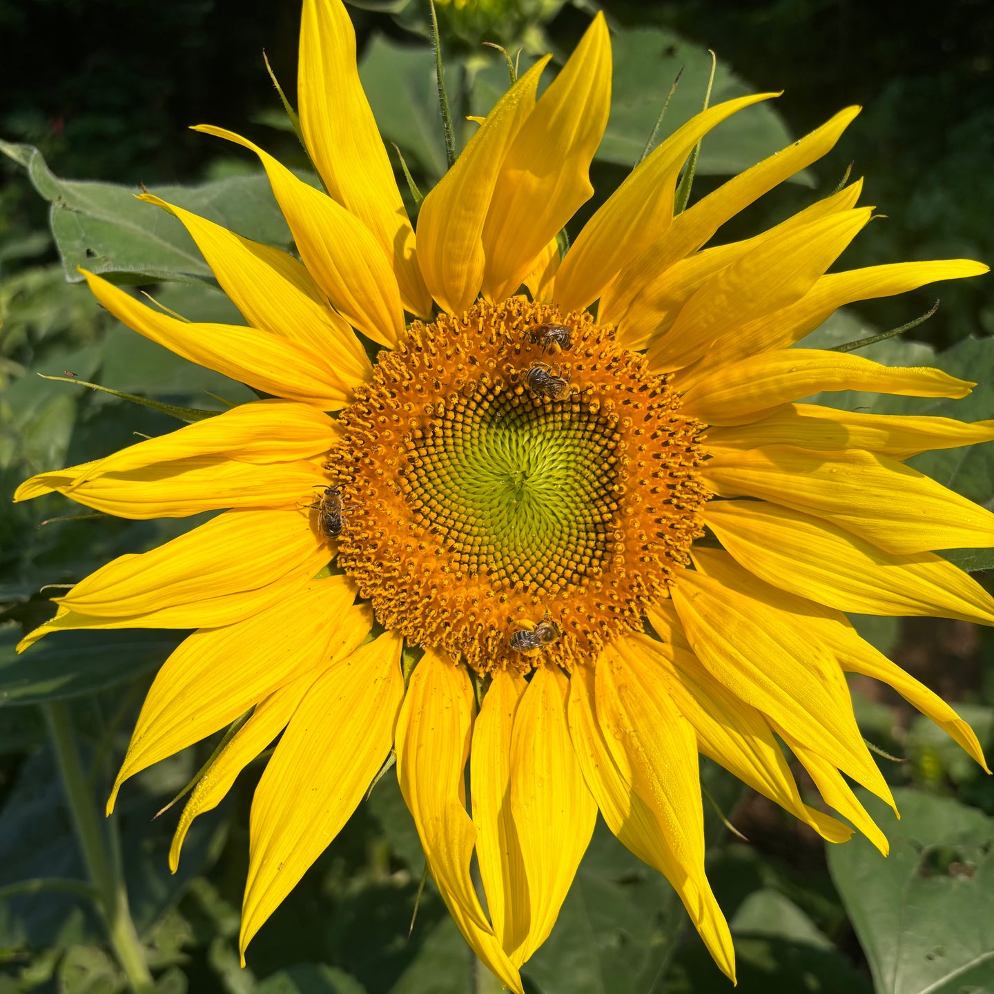 Organic Food Home Delivery – Juniper Farm Online Store