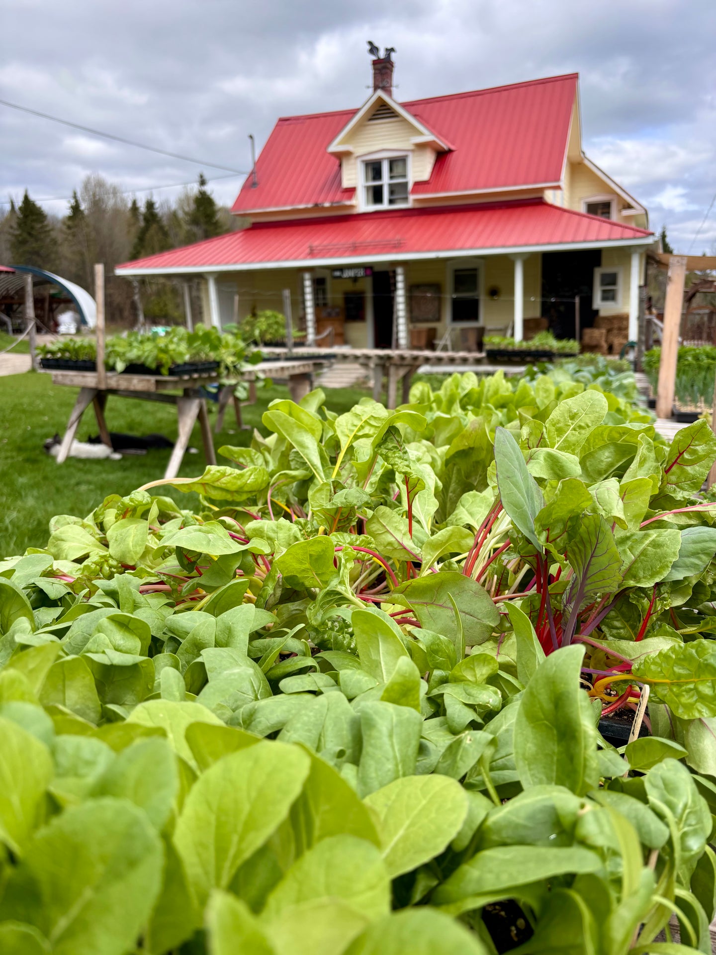 Organic Food Home Delivery – Juniper Farm Online Store